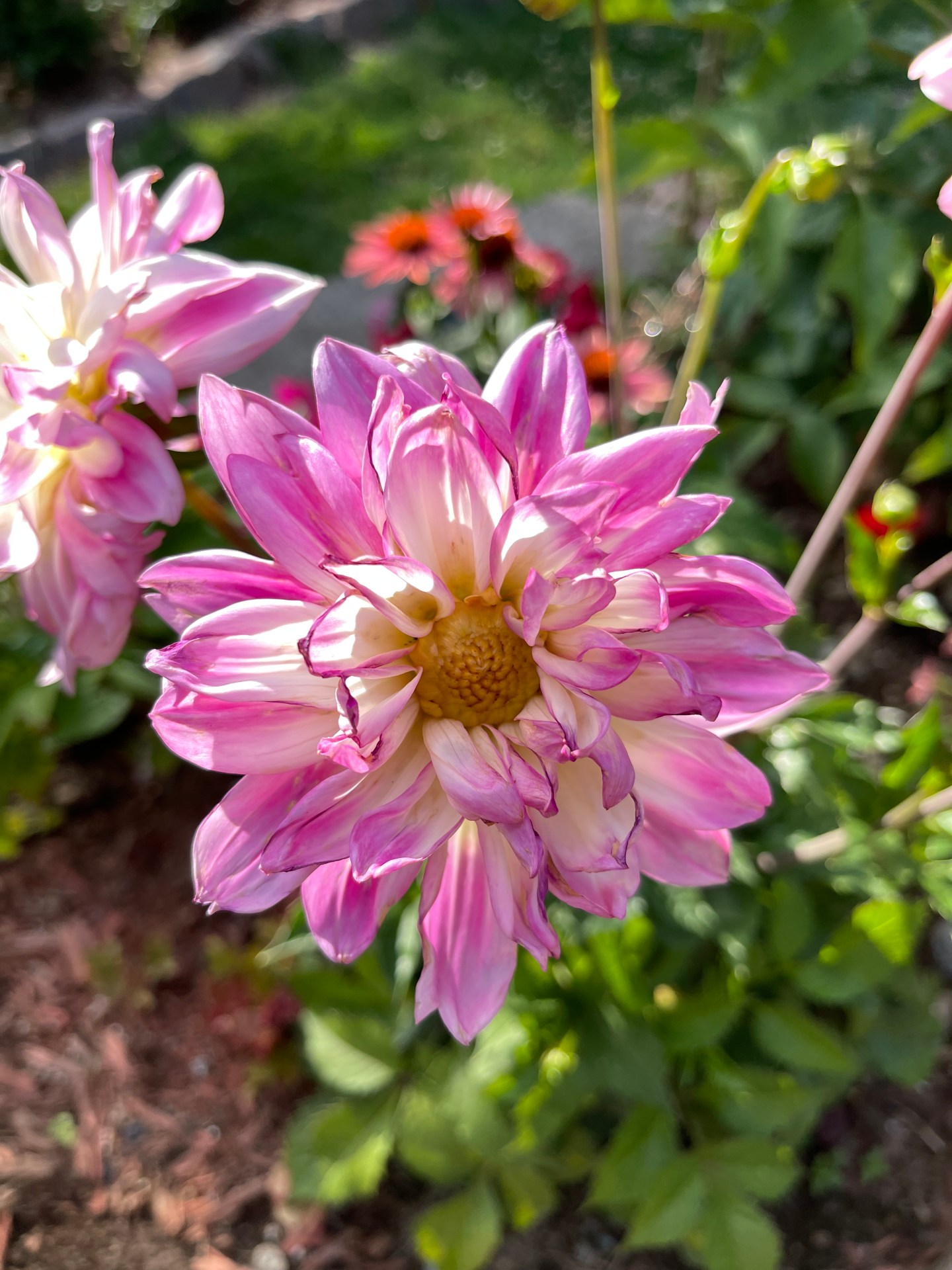 My Flowers Garden so far. – Just Natoya